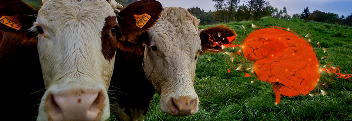 Formazione: Sfrutti l’Effetto Mucca Pazza? - Safety Coach Federation